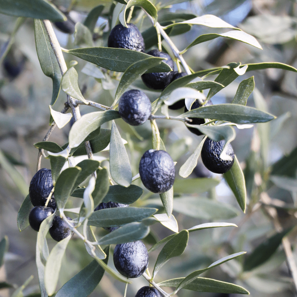 L'Alicoque : la Tanche à l'honneur